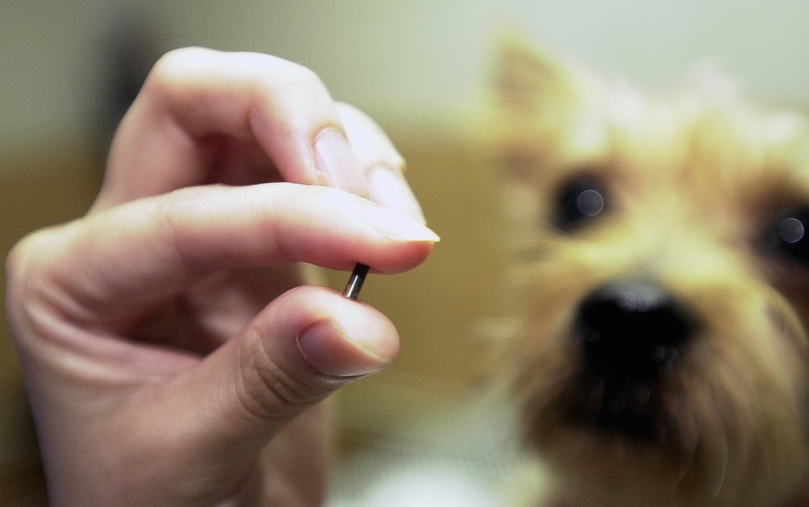 Microchip Identification of Pets - Huntingdale Veterinary Centre
