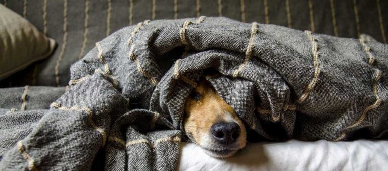 Questions? We’re Here to Help! - Huntingdale Veterinary Centre